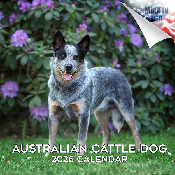 Australian Cattle Dog Wall Calendar 2026 – MegaCalendars.com