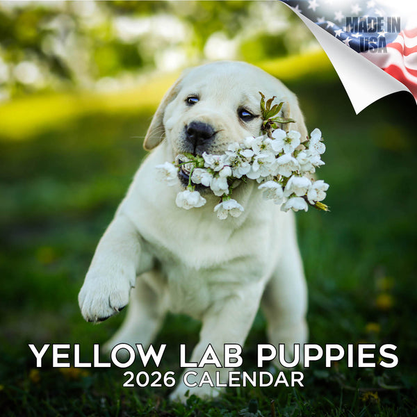 Yellow Labrador Puppies Wall Calendar 2026 – MegaCalendars.com