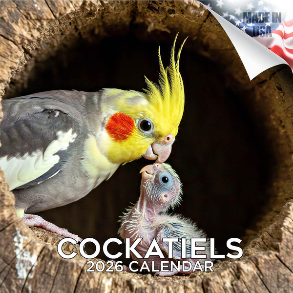 Cockatiels Wall Calendar 2026 – MegaCalendars.com