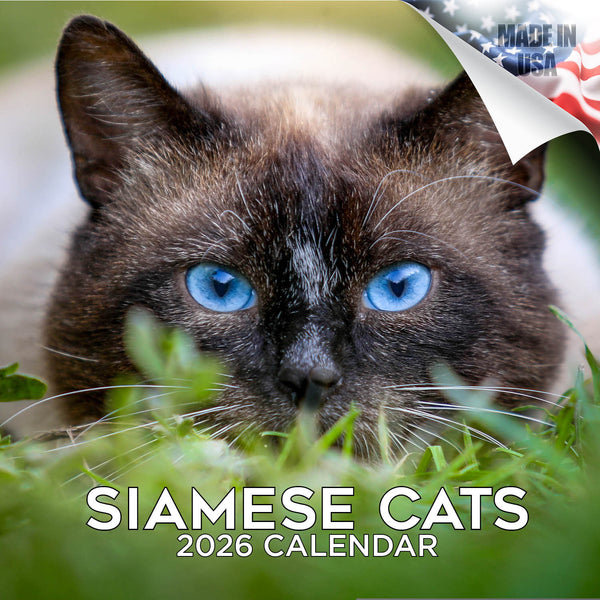 Cats - Siamese Wall Calendar 2026 – MegaCalendars.com