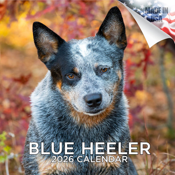Blue Heeler Wall Calendar 2026 – MegaCalendars.com