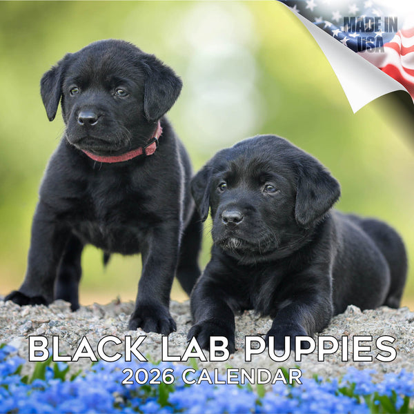 Black Labrador Puppies Wall Calendar 2026 – MegaCalendars.com