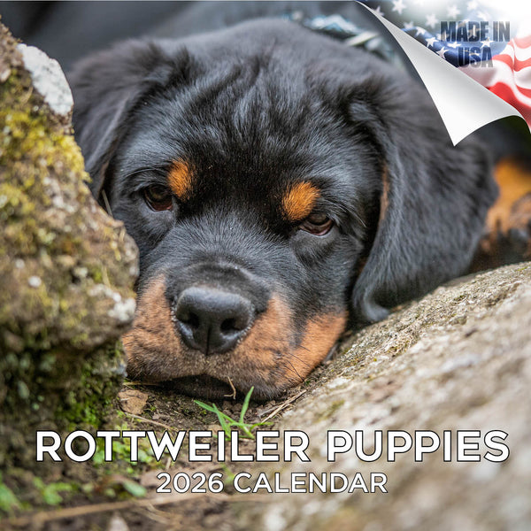 Rottweiler Puppies Wall Calendar 2026 – MegaCalendars.com