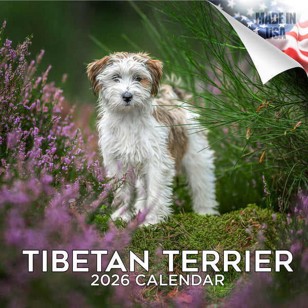 Tibetan Terrier Wall Calendar 2026 – MegaCalendars.com